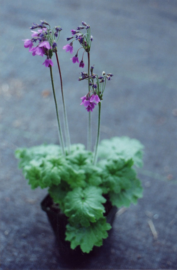 Index of /perennials/photos